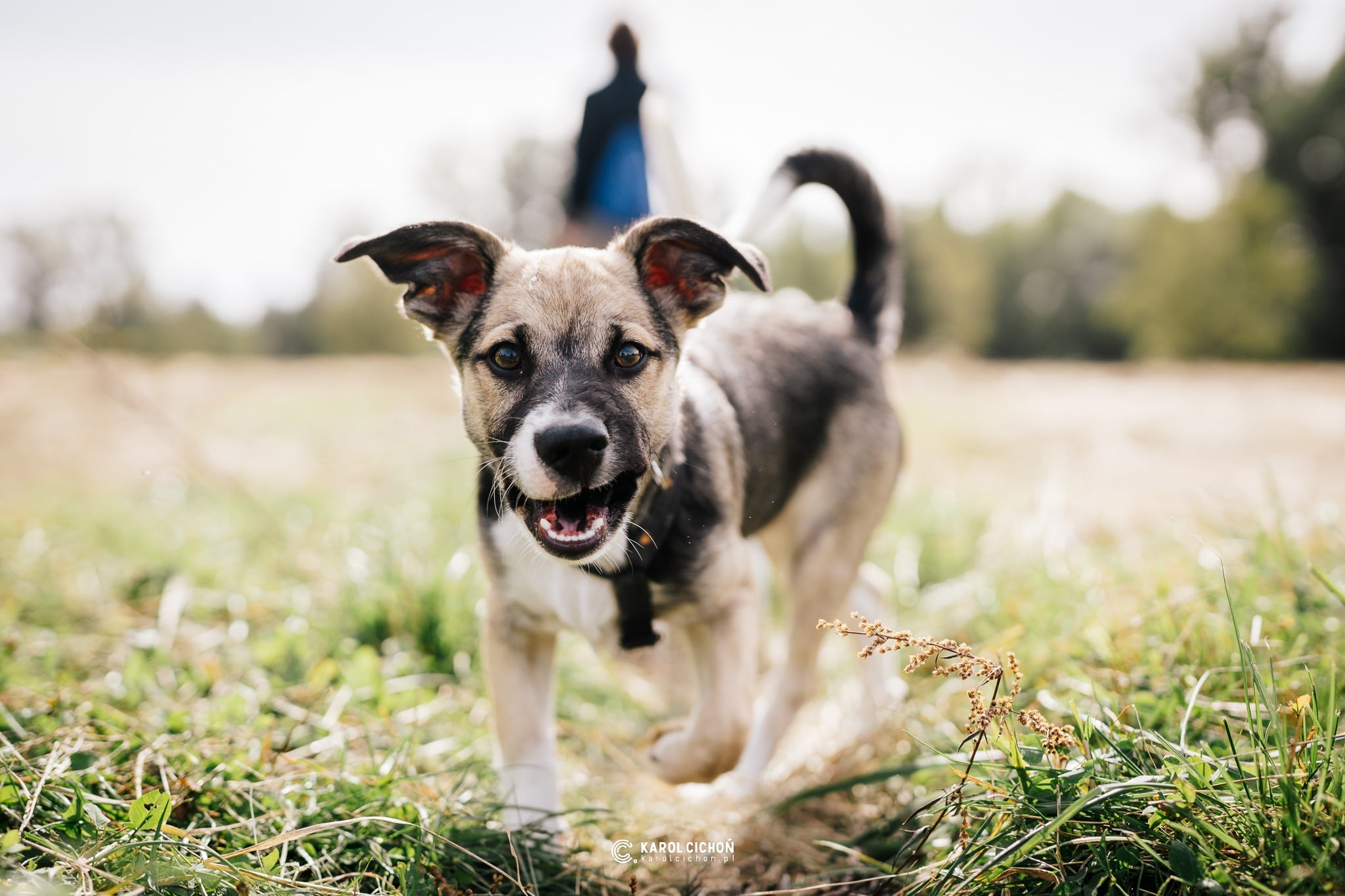 Mój pies zjada wszystko z ziemi na spacerach. - Psiemiana.pl